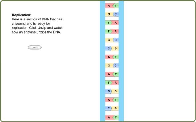 High School Science Learning Activity: DNA Replication - Learning Liftoff