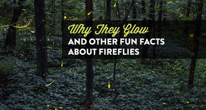 Why They Glow and Other Fun Facts About Fireflies - Learning Liftoff
