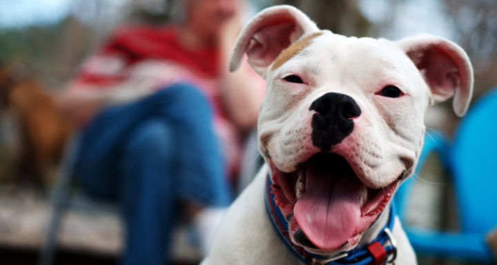 How Dognition and Children's Learning are Alike - Learning Liftoff