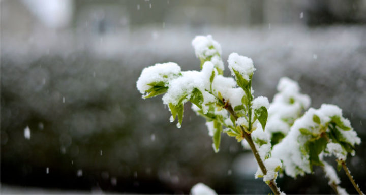 How Plants Survive Winter - Learning Liftoff