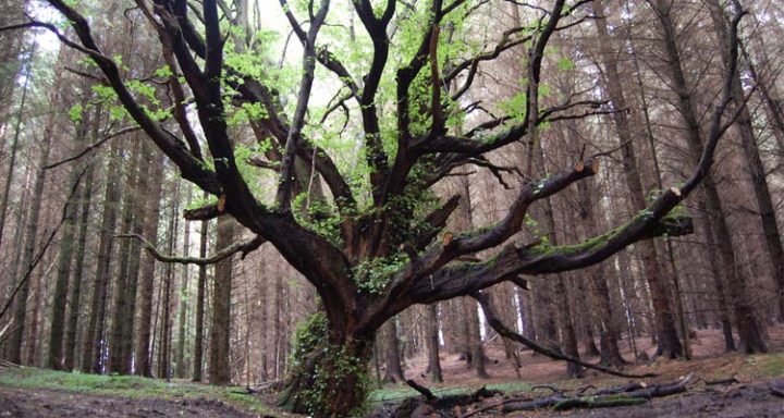 The ‘Tree of Life’ Project Teaches Biology in a New Way - Learning Liftoff