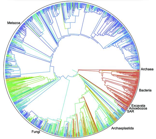 The ‘Tree of Life’ Project Teaches Biology in a New Way - Learning Liftoff