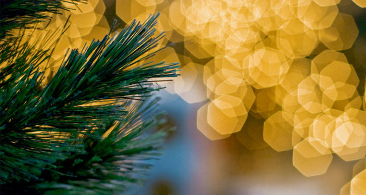 Real Tree or Fake Tree: The Christmas Tree Dilemma - Learning Liftoff