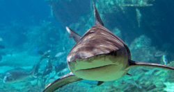 Shark Trivia: Fun Facts to Celebrate Shark Week | Learning Liftoff