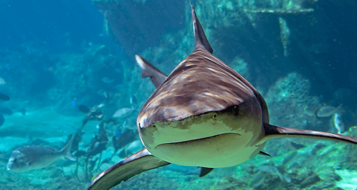 Shark Trivia: Fun Facts to Celebrate Shark Week | Learning Liftoff